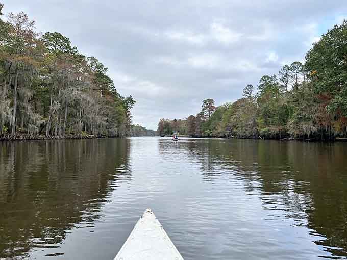 Paddling through Caddo Lake's mirror-still waters, with moss-hung trees lining both banks, feels like floating through a living painting.