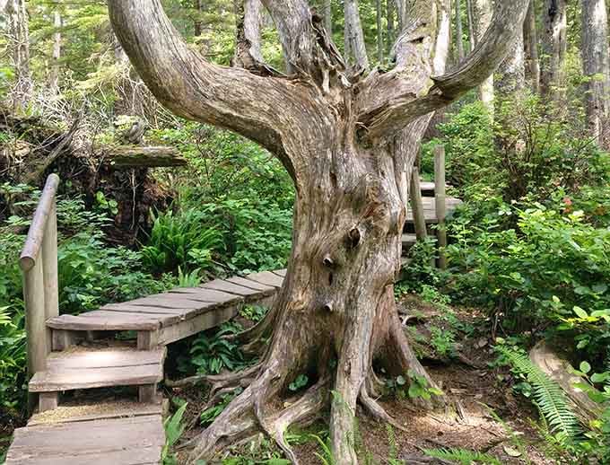 This ancient tree's twisted roots and branches create a natural sculpture that puts modern art museums to shame.