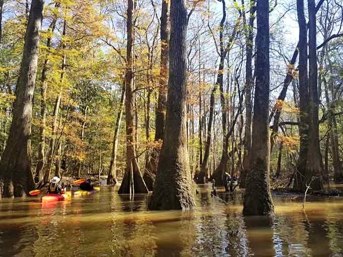 Towering cypress trunks rise from Congaree's amber water like ancient columns holding up the entire South Carolina sky.