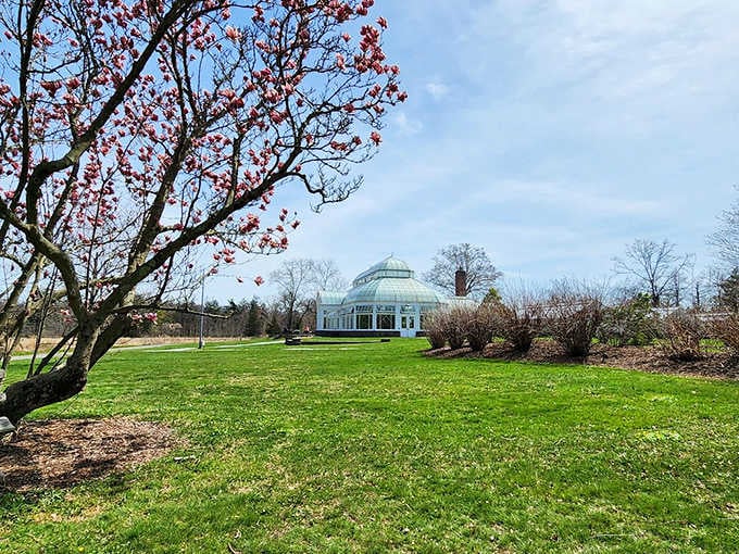 A blooming magnolia frames Duke Farms' elegant glass conservatory dome, proving spring has genuinely excellent taste in architecture.