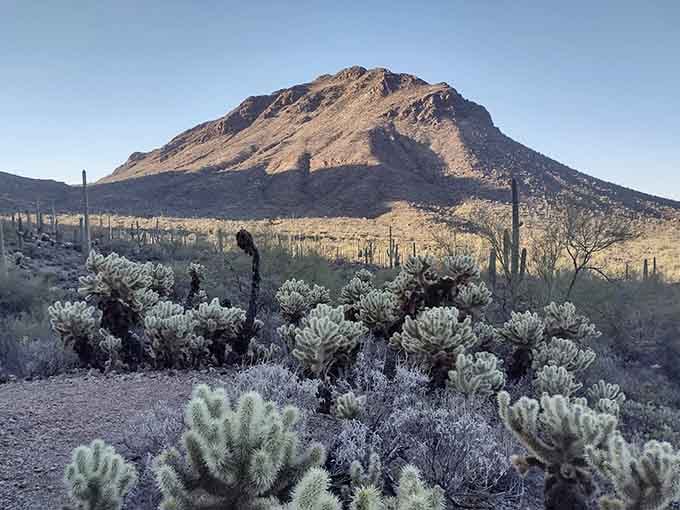 At dusk, cholla cacti glow silver against the mountain, turning the desert into something quietly otherworldly.