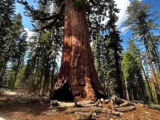 The textured bark tells stories of centuries survived, fires weathered, and countless seasons witnessed in silent majesty.