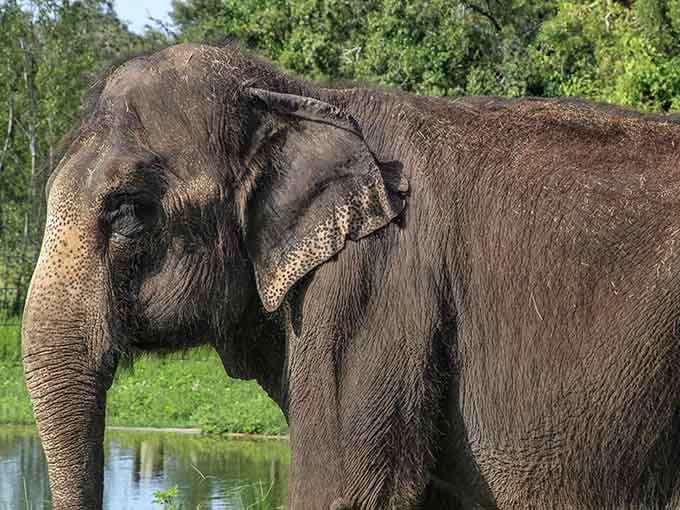 Up close, an elephant's wise eyes and textured skin tell stories that make our daily worries seem wonderfully small.
