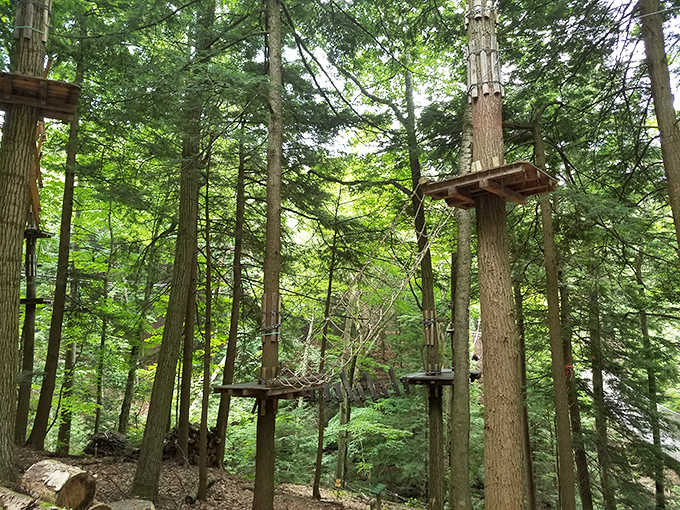 Wooden walkways wind through the forest canopy where squirrels probably wonder why humans suddenly decided to visit their neighborhood.