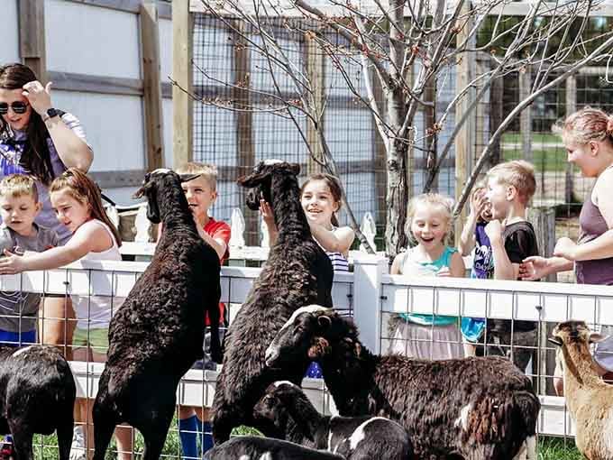 Pure, unfiltered joy on display as fluffy black goats rear up to greet their delighted new best friends at the fence.