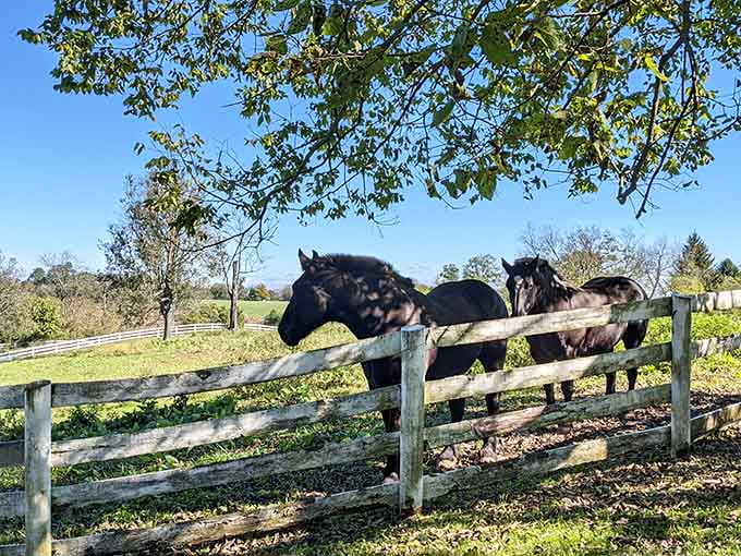 Two dark horses standing at a weathered fence, dappled in leaf shadow, looking like they've seen everything worth seeing.