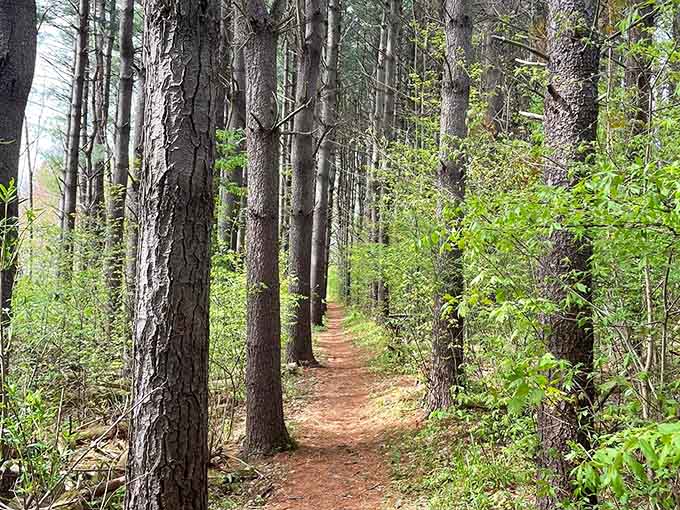 Tall pines standing at attention along this Topsmead needle-carpeted path, like a very quiet, very dignified honor guard.