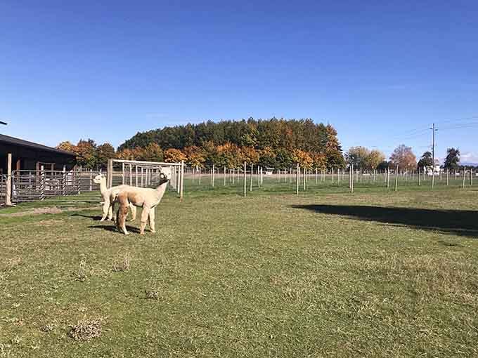 Wide open pastures where alpacas roam free, living their best Pacific Northwest life under blue skies.