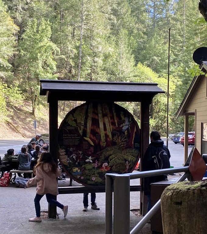 A colorful interpretive display greets you near the entrance, because even a thousand-year-old forest deserves a proper introduction.