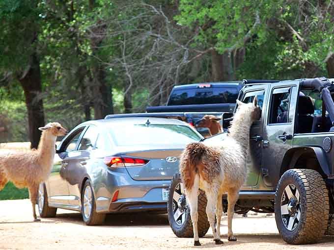Llamas approaching your car like they own the road, because honestly, out here, they kind of do.
