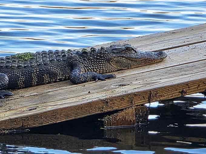 This alligator has claimed the boardwalk edge as his personal sunbathing spot, and honestly, nobody's arguing with him.