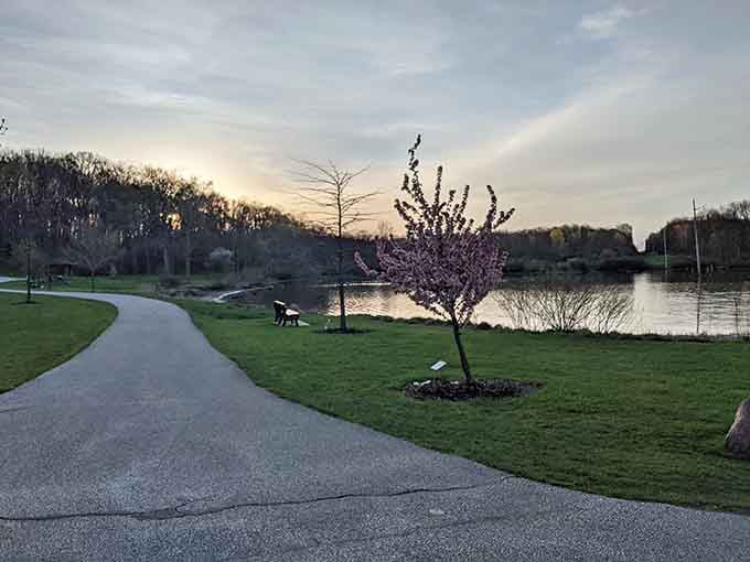 A paved path curving toward the water at dusk, with a flowering tree that clearly has no idea how good it looks.