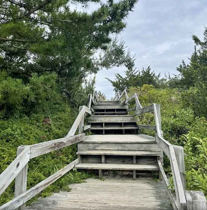 Weathered wooden steps rise through lush greenery, quietly promising that whatever's at the top is absolutely worth the climb.
