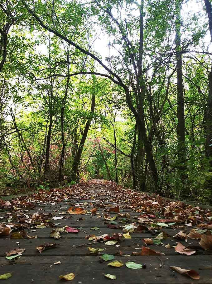 Tree-lined paths invite leisurely strolls where the journey matters more than any particular destination you're reaching.