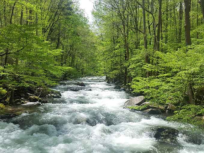 Cold, clear, and completely free to look at. The Pisgah National Forest doesn't charge admission for beauty.