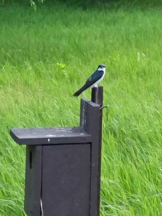 This tree swallow perched like a tiny, iridescent landlord surveying every inch of the property it definitely owns.