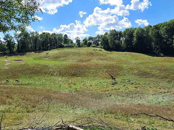 Giraffes dotting the hillside under a big blue sky. Michigan just casually pulled off the Serengeti look.