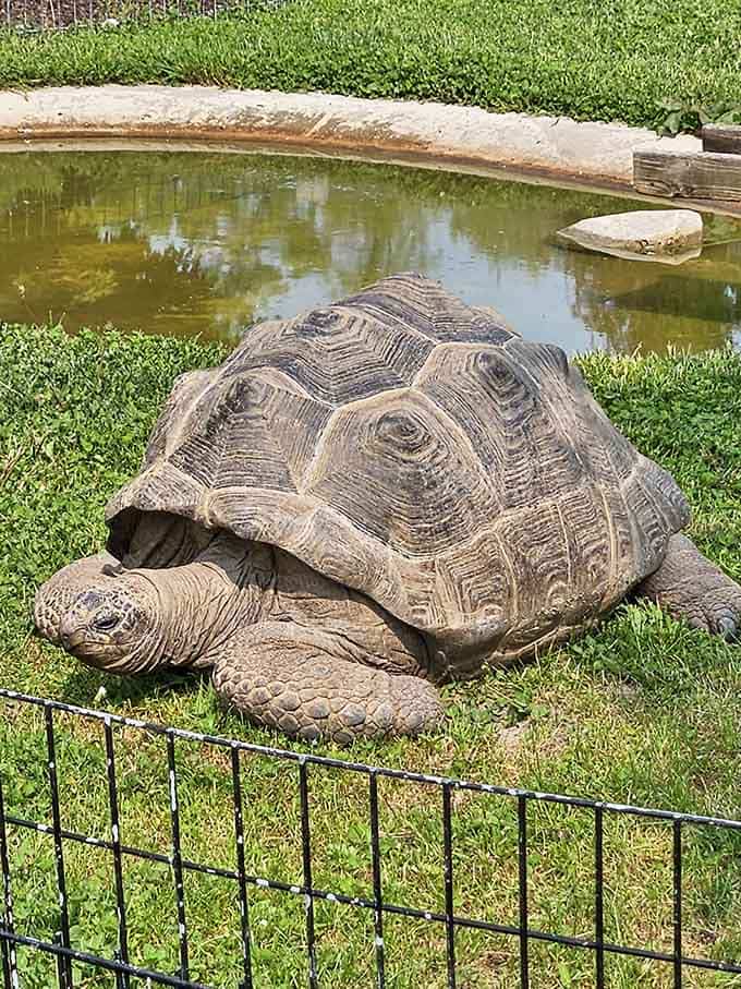 This ancient tortoise has seen things. Mostly grass, but still, he carries himself with tremendous dignity.