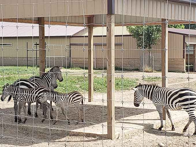 Zebras rocking nature's most iconic pattern, making stripes look effortlessly cool since forever.
