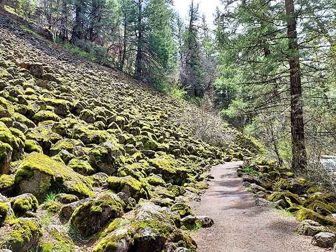Hundreds of moss-covered boulders lining the trail, nature's version of a very dramatic green carpet.