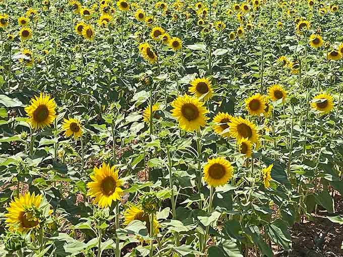 Rows upon rows of bright yellow faces, all pointing the same direction. Even sunflowers know where the good stuff is.