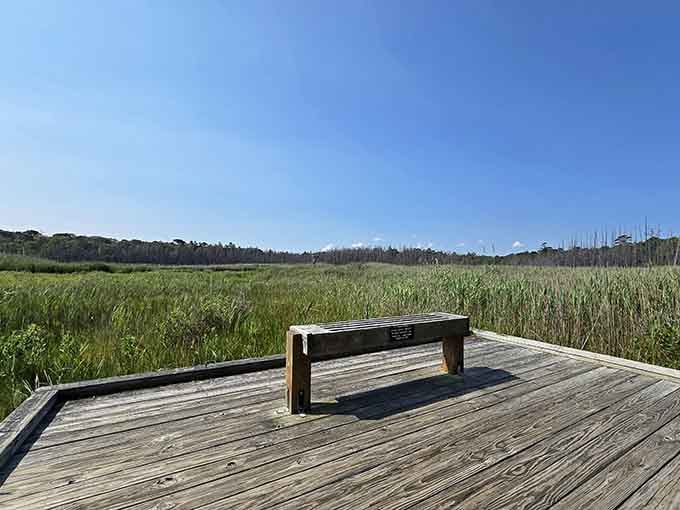 A simple bench overlooking endless marsh grass, because sometimes the best entertainment doesn't need a screen or speakers.