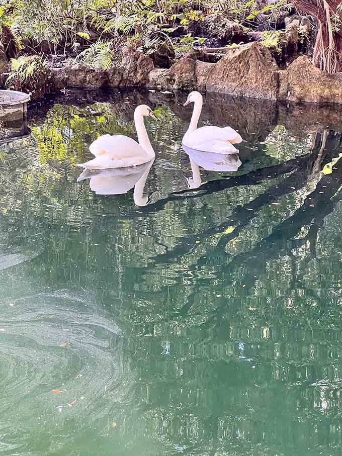 Two swans gliding across green water like they own the place. Honestly, they probably do.