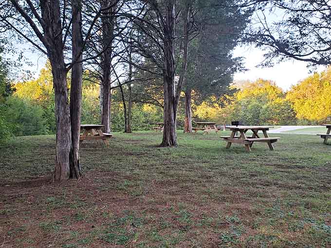 These picnic tables have hosted more family debates and potato salad than you can imagine, and they're ready for yours.