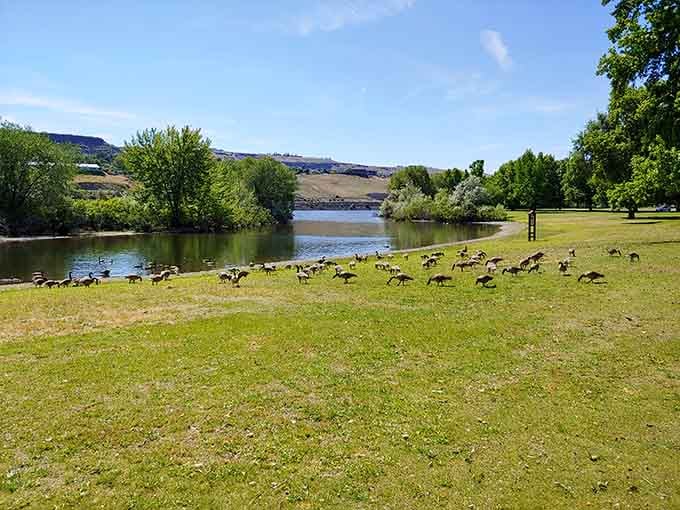Swallows Park sits riverside where families gather without needing a reservation or a trust fund for parking.