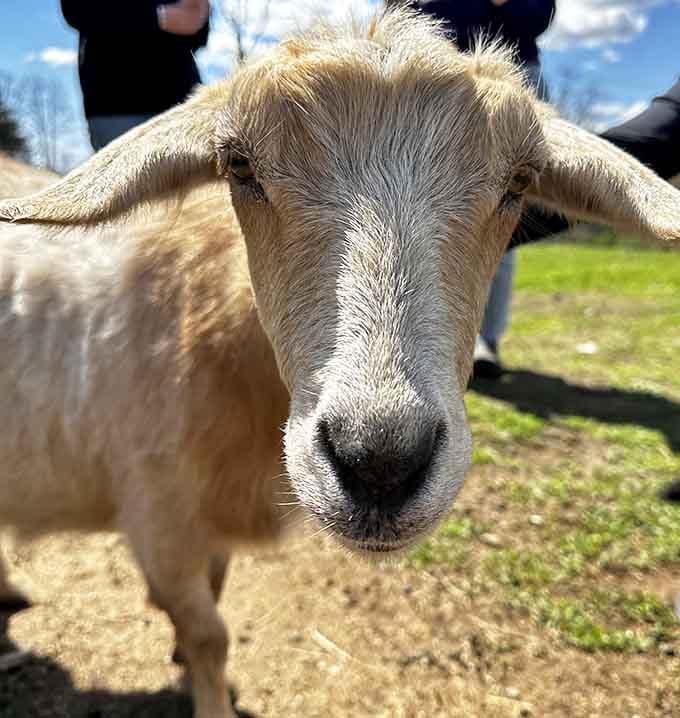 This goat is looking at you like you owe it an explanation, and honestly, fair enough.