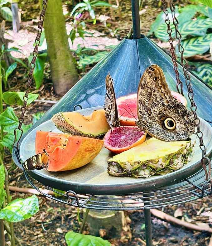 Butterflies dining on fresh fruit like they're at nature's most exclusive brunch spot, no reservations required for this feast.