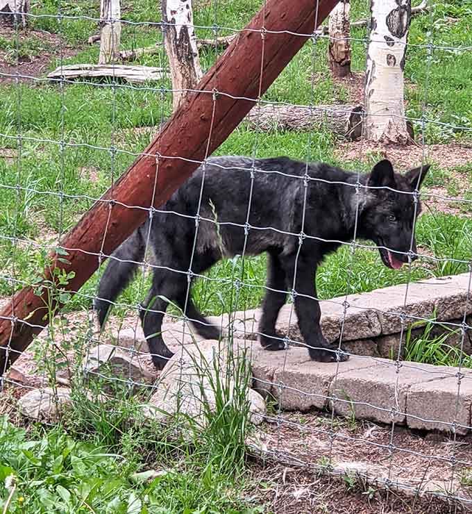 This sleek black beauty moves like a shadow and probably knows where you hid those snacks earlier.