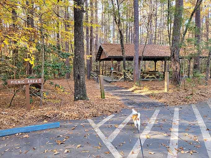Even the picnic area here comes with towering trees, because Congaree doesn't do anything halfway.