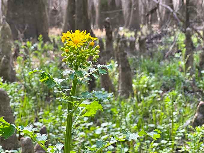 Even the wildflowers at Congaree show up with confidence, blooming boldly against a backdrop of ancient trees.