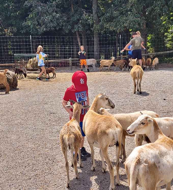 A Cardinals cap, a herd of golden goats, and zero screens in sight. Missouri is doing just fine.