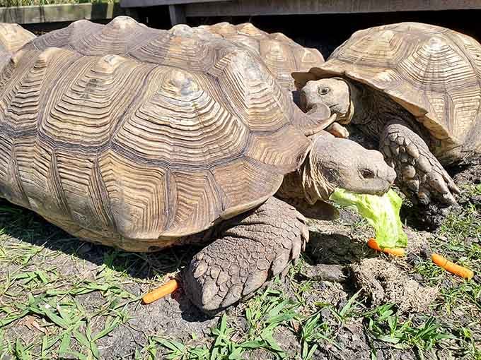 Lettuce and carrots on the menu today, and these two are absolutely not sharing without a little friendly negotiation first.