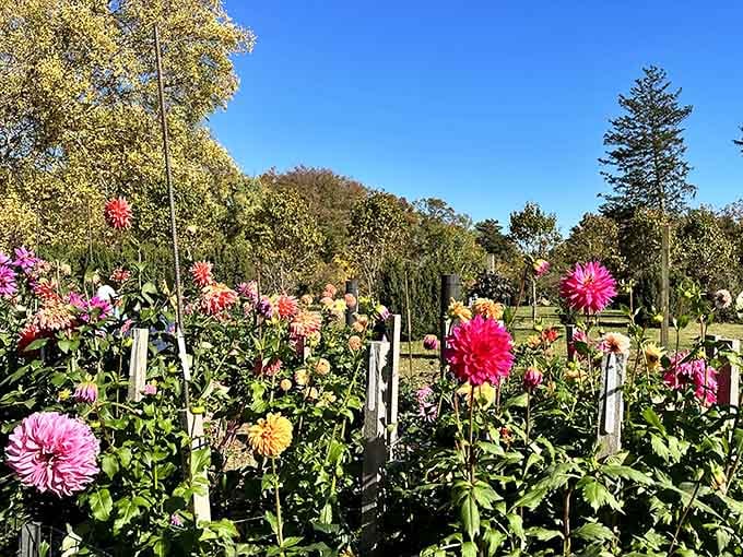 Dahlias blooming in colors so vibrant they make your garden look like it's not even trying.