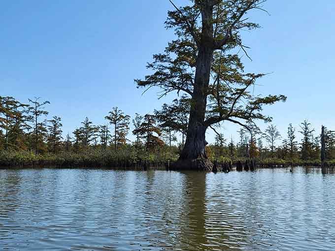 Standing solo like a wise elder, this cypress has seen more seasons than most of us can count on our fingers.