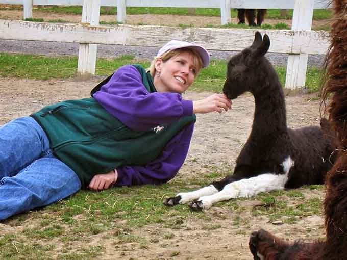 Getting nose-to-nose with a baby llama is the kind of moment that resets your entire outlook on life.