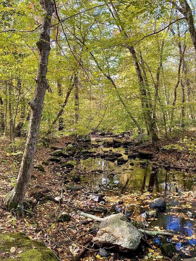 The creek winds through like it has somewhere important to be. Spoiler: it ends at a waterfall.