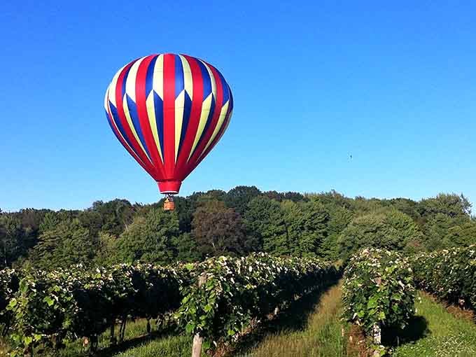A hot air balloon drifting over the vineyard rows. Ohio just casually showing off again.