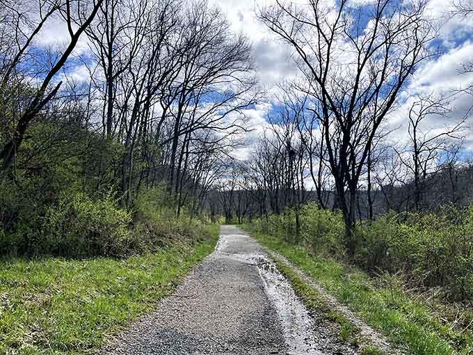 A gravel path lined with bare trees reaching skyward, quietly daring you to keep walking.