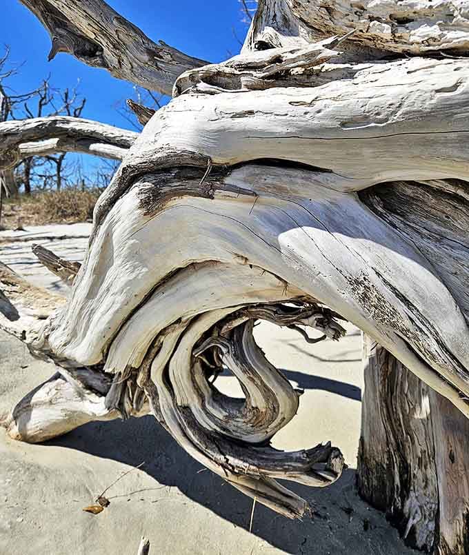 Up close, the driftwood reveals swirling patterns so beautiful, even Michelangelo would put down his chisel.