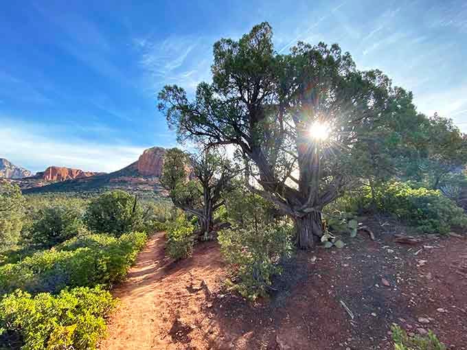 Ancient juniper trees and golden light conspiring together to make you forget every single thing on your to-do list.