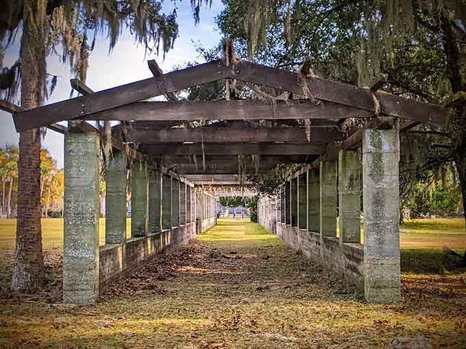 Spanish moss drapes over this weathered pergola like nature decided to redecorate, and honestly, nailed it.