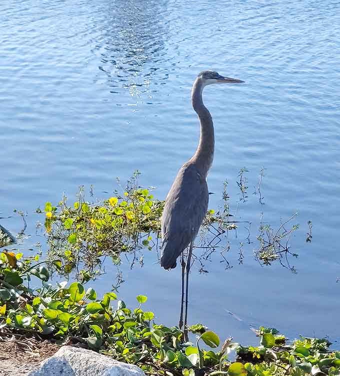 This great blue heron strikes a pose better than any supermodel, completely unbothered by your camera clicking away.
