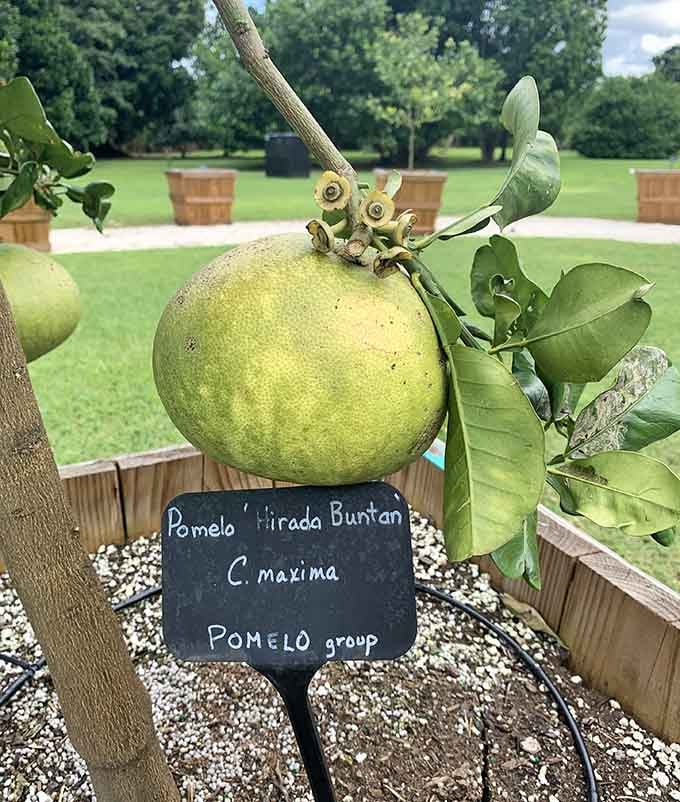 Meet the pomelo, the grapefruit's larger, gentler cousin who never gets invited to the party but absolutely should.