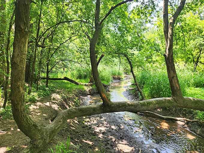 Nature's own lazy river winds through the preserve, creating that peaceful soundtrack your soul's been craving lately.