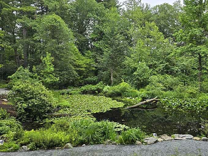 A pond covered in lily pads, surrounded by towering trees, looking exactly like a painting you'd see and think was exaggerated.