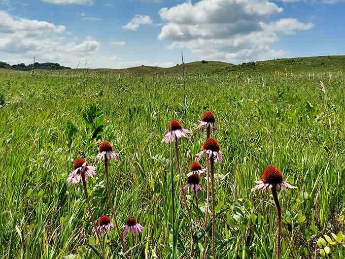 Purple coneflowers standing proud like nature's own welcoming committee, greeting hikers with spectacular color and charm.
